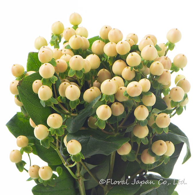 ココジェラート - 株式会社フローラルジャパン